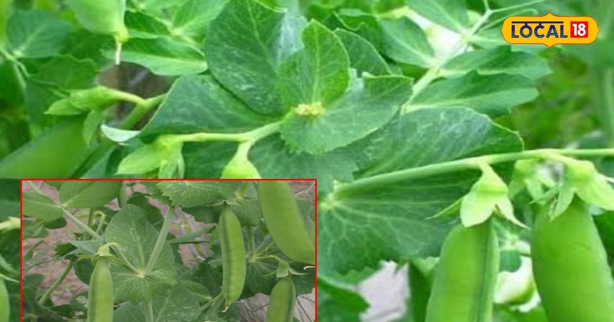 how to cultivation of Pea variety matar 484 farming Best fertilizer ...