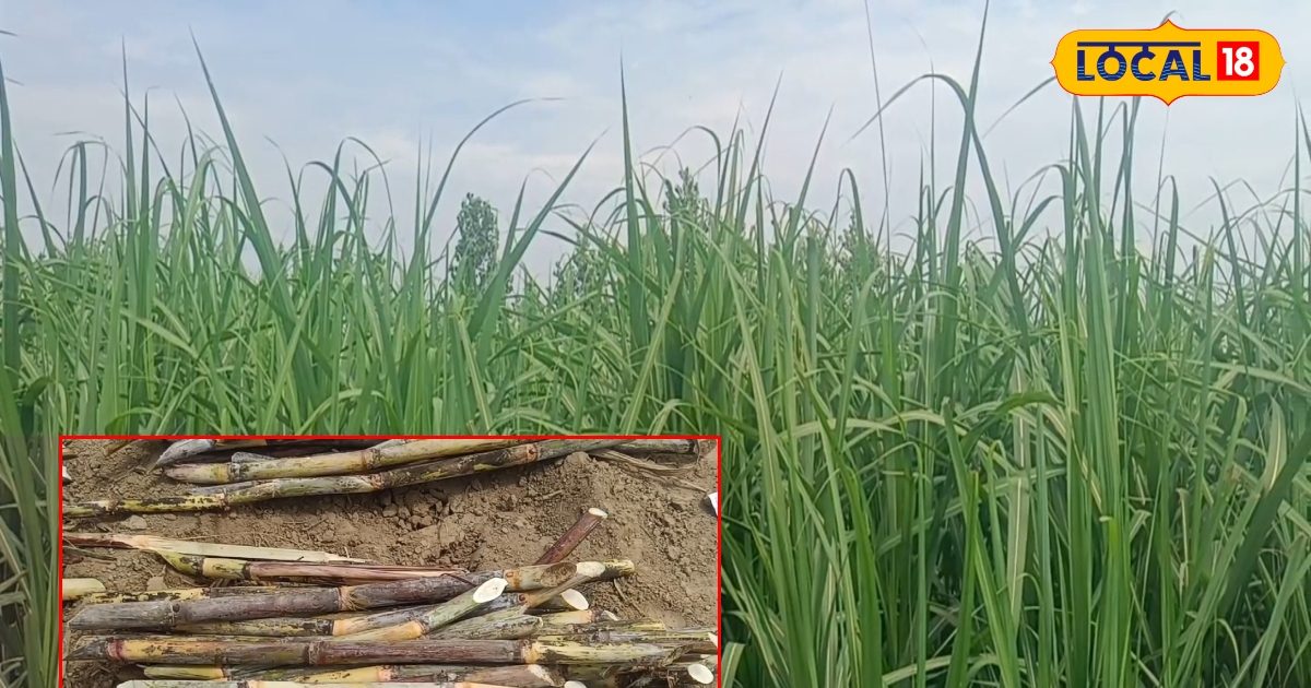 best fertilizer and trench method of planting sugarcane cultivation ...