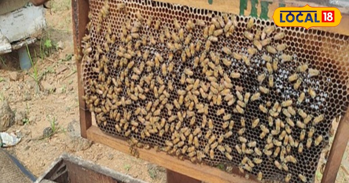 Beekeeping: एपिस मेलिफेरा मधुमक्खी का करें पालन, बहुत जल्द हो जाएंगे मालामाल; जानें तरीका ...