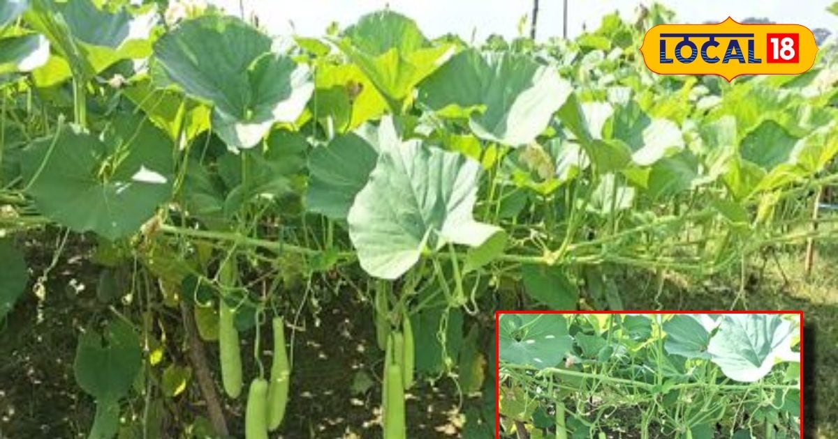 best method of pumpkin cultivation kaddu ki kheti kaise kare - News18 हिंदी