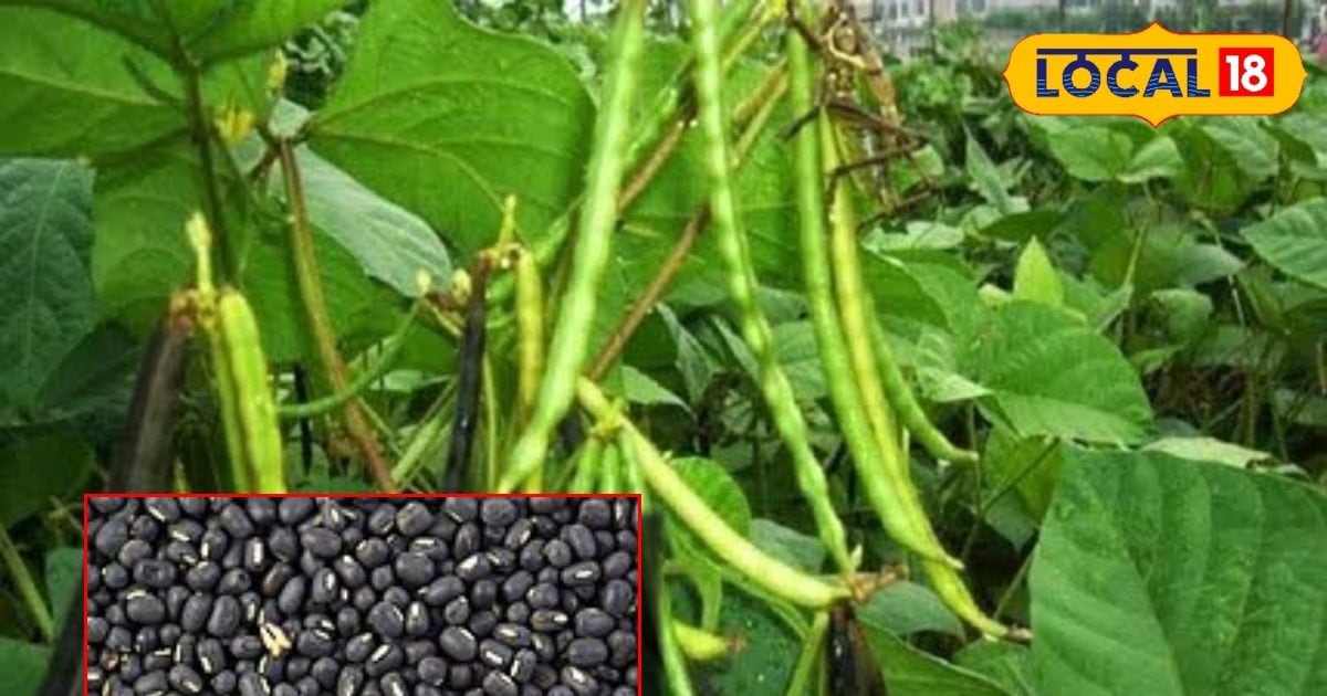 how to new Variety of cultivate urad dal farming tips agricultural news ...