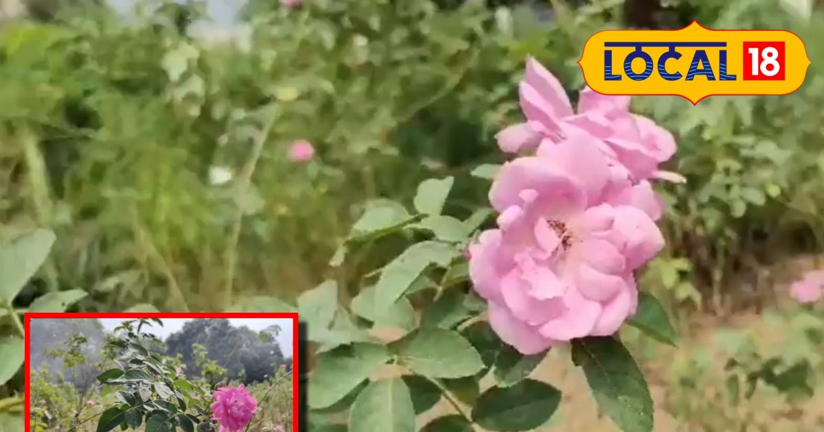 kannauj rose scent and use in traditional perfume gulabjal gulkand SA