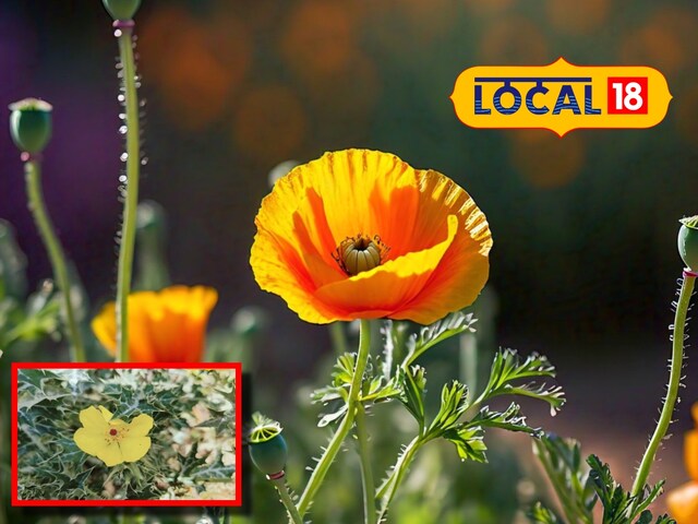 mexican poppy satyanashi plant medicinal benefits for itching relief ...