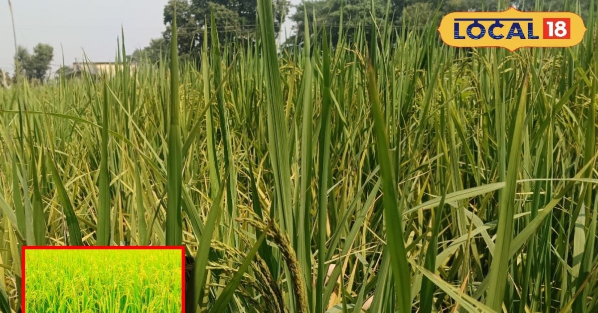 rice farming how to protect plant from gandibug and kandwa disease sa ...