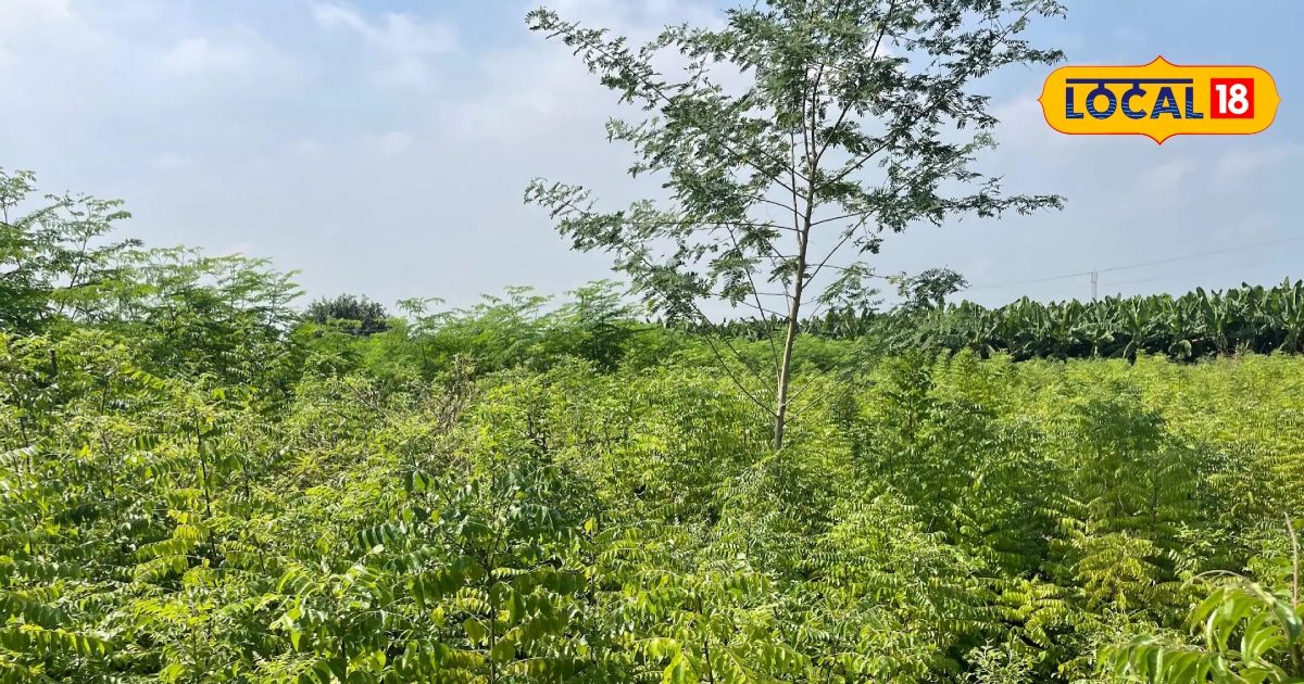 bhavnagar farmer sweet neem cultivation farming techniques sa - News18 ...