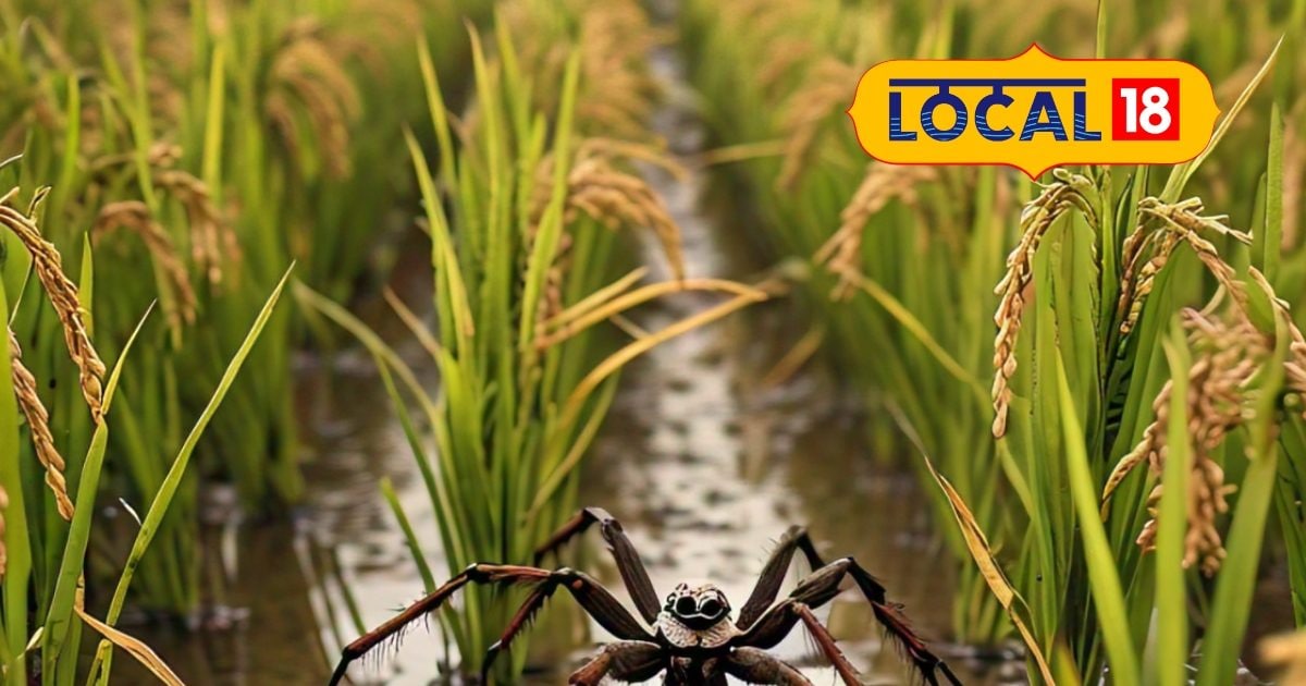 rice farming problems paddy crop identifying and treating diseases SA ...