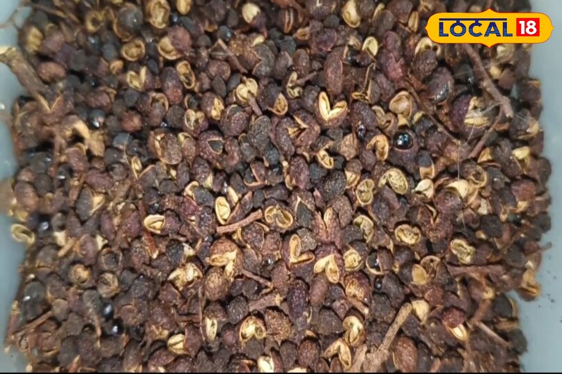 Beej Tomar Benefits: कमाल की औषधि! एंटीऑक्सीडेंट और एंटीफंगल गुणों से ...
