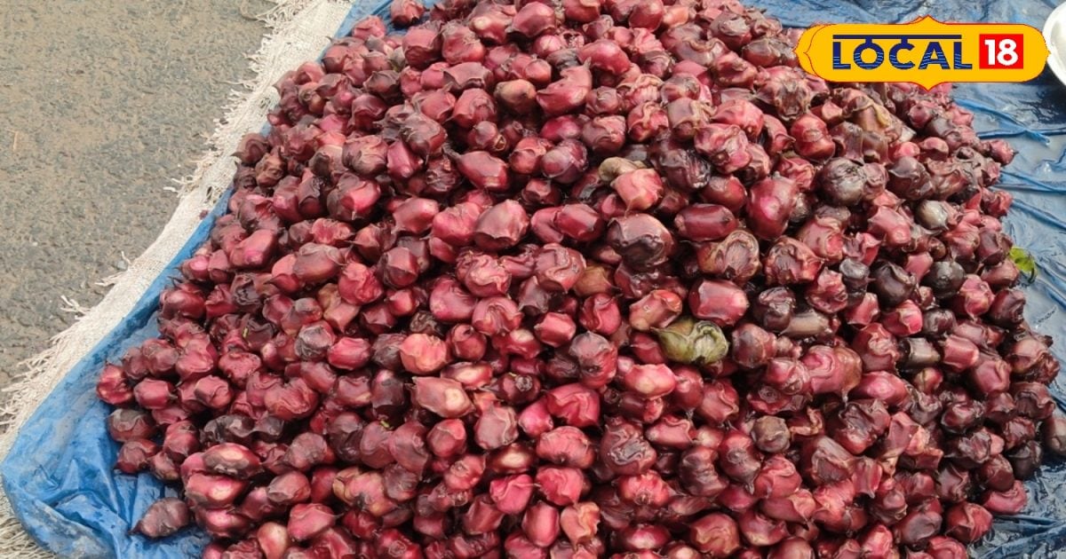 Water Chestnut Farming: सिंघाड़ा की खेती मुनाफे का सौदा, होती है मोटी ...
