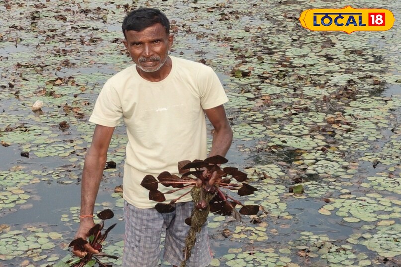 Water Chestnut Farming: सिंघाड़ा की खेती मुनाफे का सौदा, होती है मोटी ...