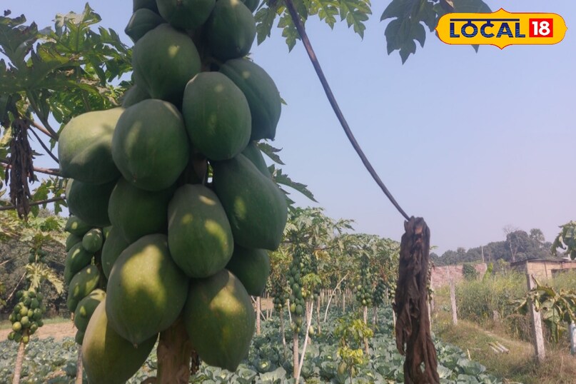 Papaya Farming Tips: इन कारणों से पपीता की खेती में होता है नुकसान ...