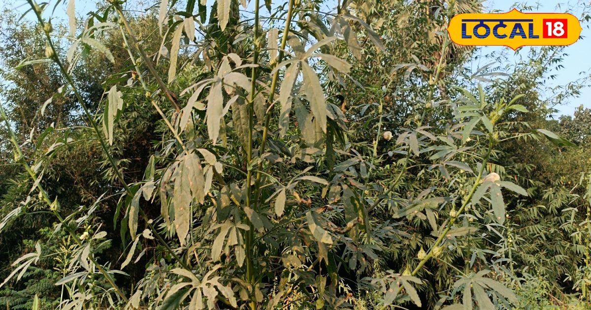 Patuwa Ka Saag: पटूवा का साग पेट की समस्याओं और इम्युनिटी के लिए ...