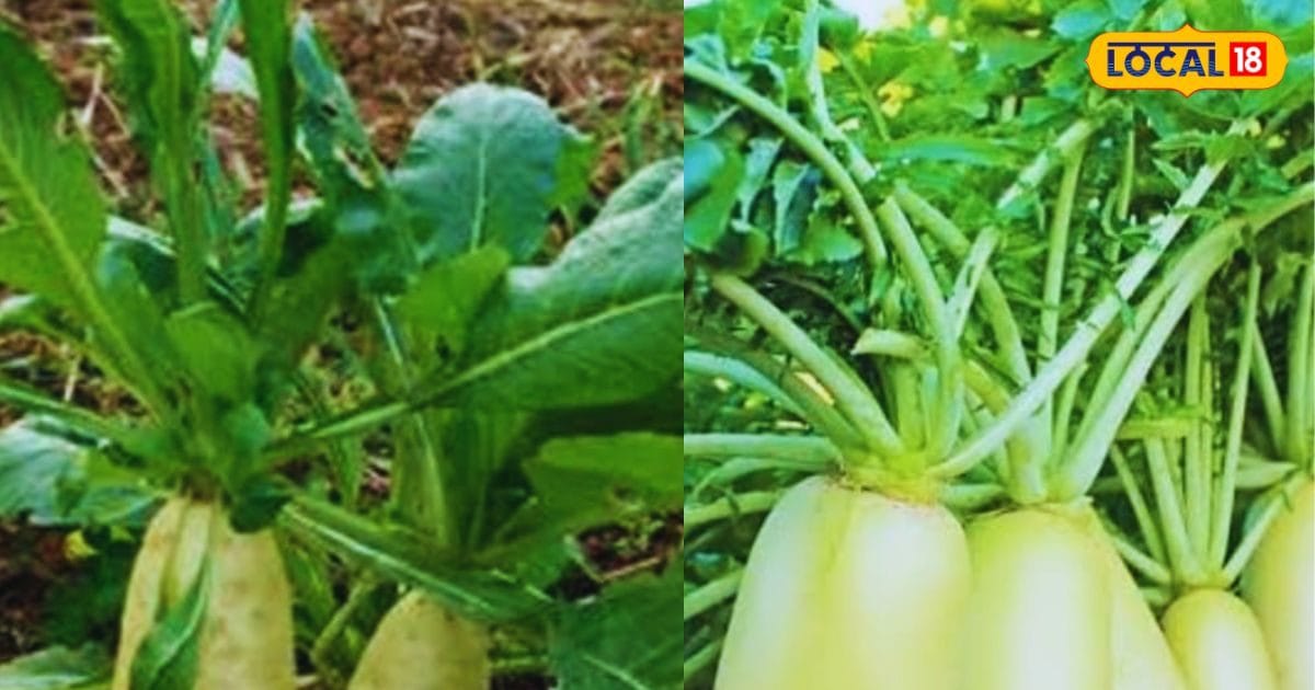 Agri Tips: 35 दिन में बंपर कमाई! इस फसल की खेती कर मात्र ₹2000 की लागत में किसान कमा रहे लाखों ...