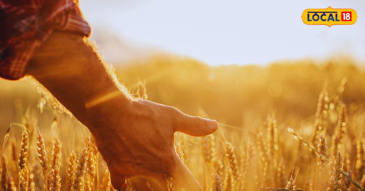 Agri Tips: किसान सावधान! गेहूं की फसल पर खरपतवारों का खतरा, एक्सपर्ट से जाने बचाव के उपाय ...