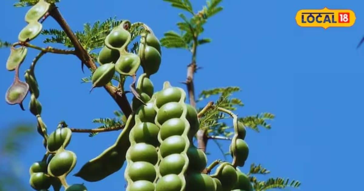 acacia seeds benefits for digestive system acne healing boost sa ...