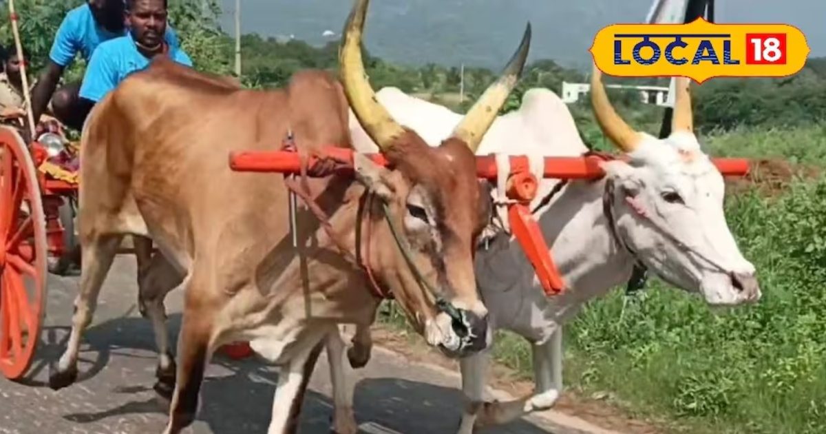 double bull cart race thani bhagwati amman temple festival in kampam sa ...