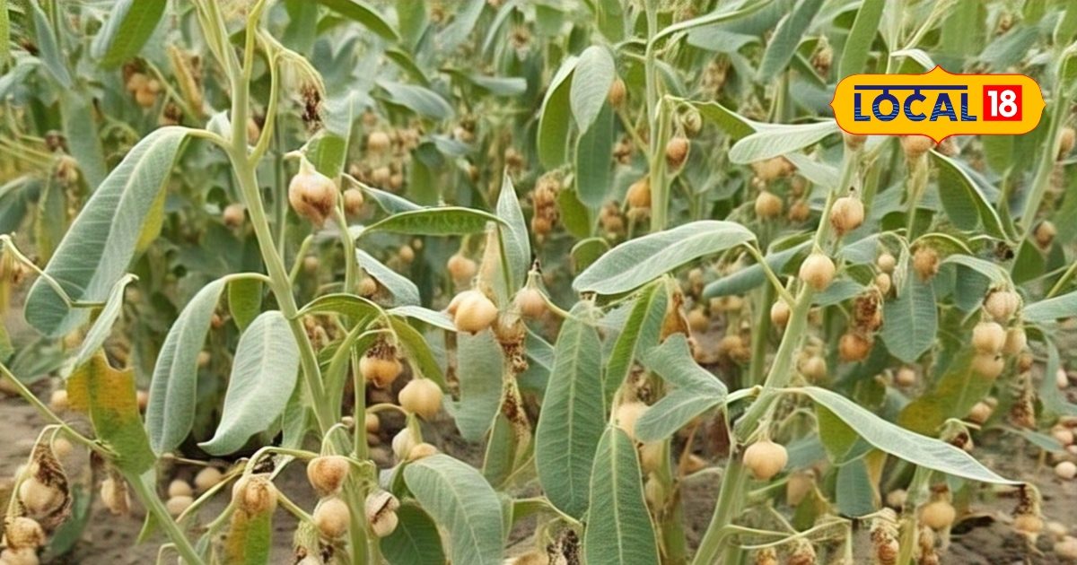 chana farming tips pest control root rot sukhara crop solution farmers ...