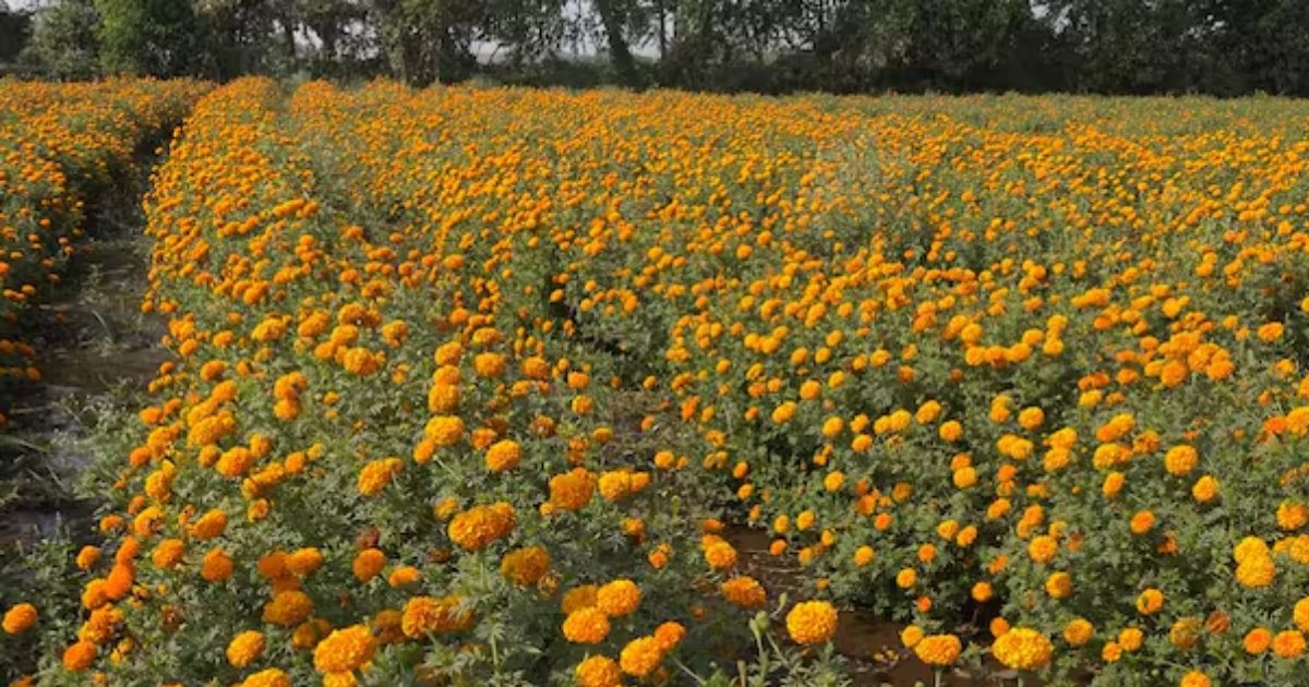 farming success story profit from galgota cultivation daily income sa ...