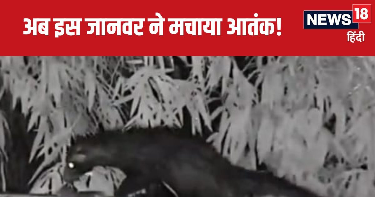 Gaya News: जमीन के अंदर गड़े मांस को खाता है और बड़े गहरे जख्म देता है यह छोटा जानवर, गया में 6 ...
