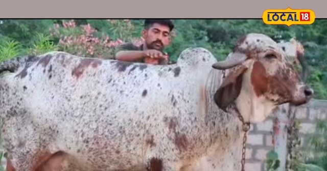 इस गाय की कीमत जान उड़ जाएंगे होश, हर महीने देगी कम से कम 40 हजार रुपये ...