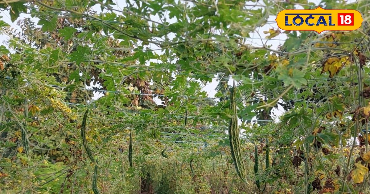 Gonda Natural Farming: यूपी के इस किसान ने प्राकृतिक खेती की ओर बढ़ाया ...