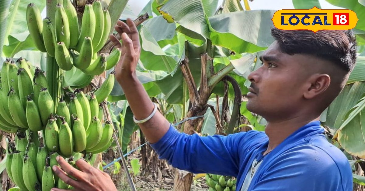 Agri News: इस युवा किसान ने 5 साल पहले शुरू की इस फल की खेती, आज कमा रहा लाखों रुपये मुनाफा ...