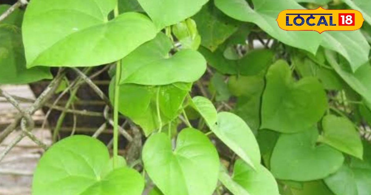 Barabanki News: सब्जियों के साथ करें जड़ी बूटियों की खेती, इसकी पत्ती ...