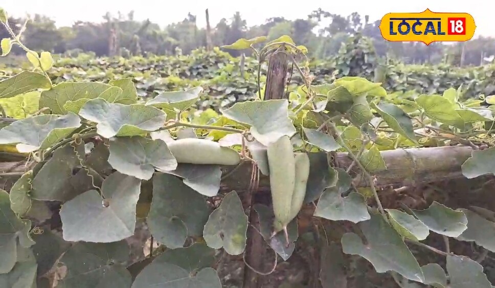 young-farmer-earn-high-profit-with-vegetable-farming-two-lakhs-in-a ...