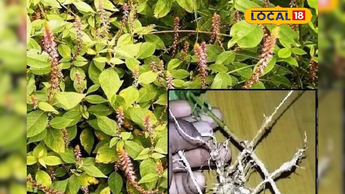 Chirchita medicinal benefits: जंगली घास जो है चमत्कारी औषधि, मलेरिया और ...