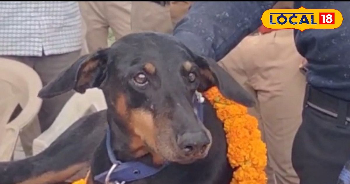 Rewa Police: 'राधा' की विदाई, रीवा पुलिस उदास, सामान्य नहीं इस स्निफर ...