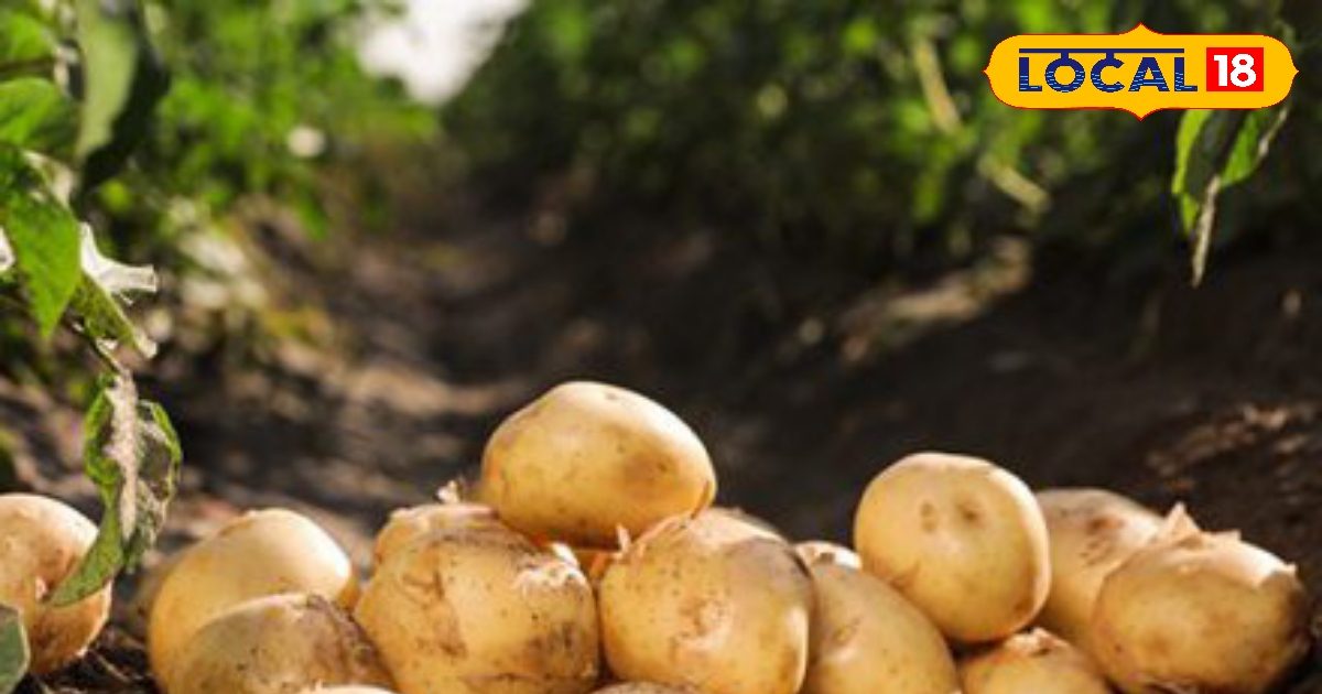 Aloo Ki Kheti : मार्च महीने तक तैयार हो जाएगी आलू की फसल, किसान से ...