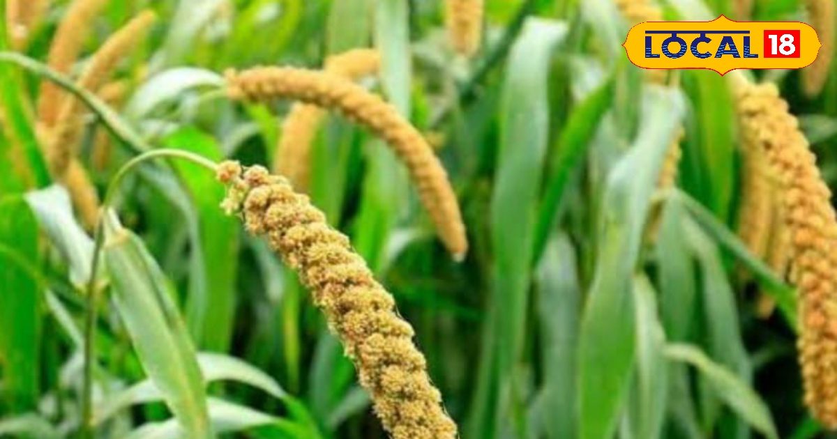 Agri News: रागी की इन किस्मों की खेती से किसान जल्द हो सकते हैं मालामाल, कम लागत में मिलता है ...