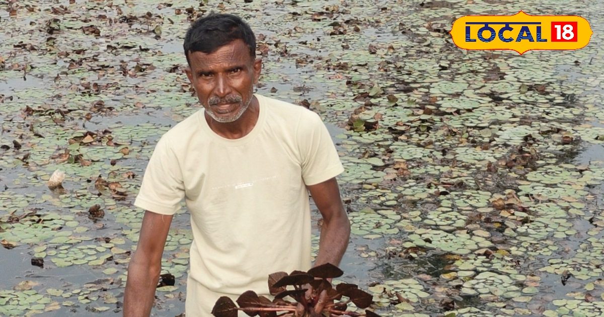 earn-big-profit-with-water-chestnut-farming - News18 हिंदी