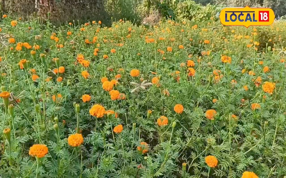 Cultivate marigold flowers production up to 10 quintals in one bigha ...