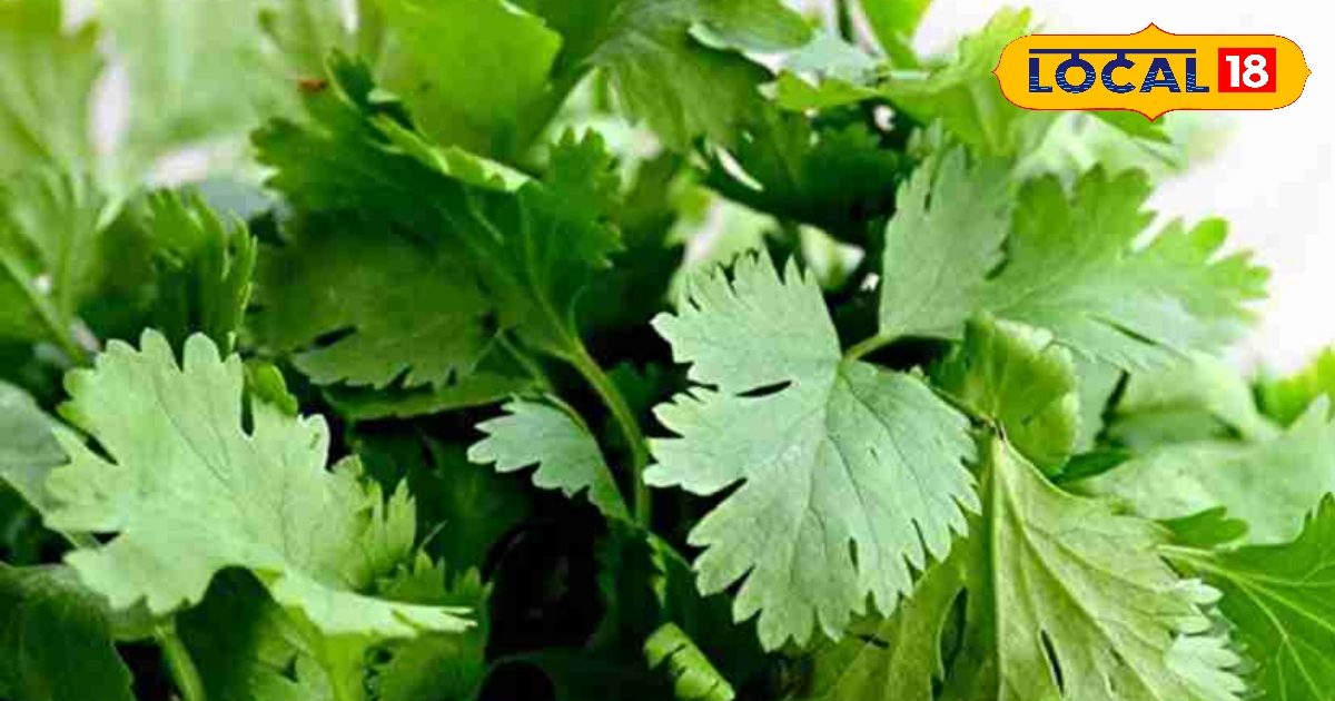 dhaniya-leaf-with-amazing-health-benefits-and-ayurvedic-properties ...