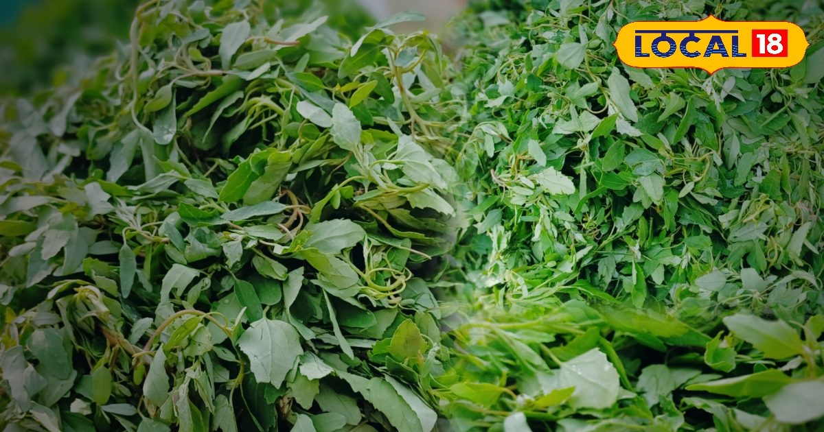 delicious-vegetable-bathua-saag-available-for-a-very-short-period-once ...