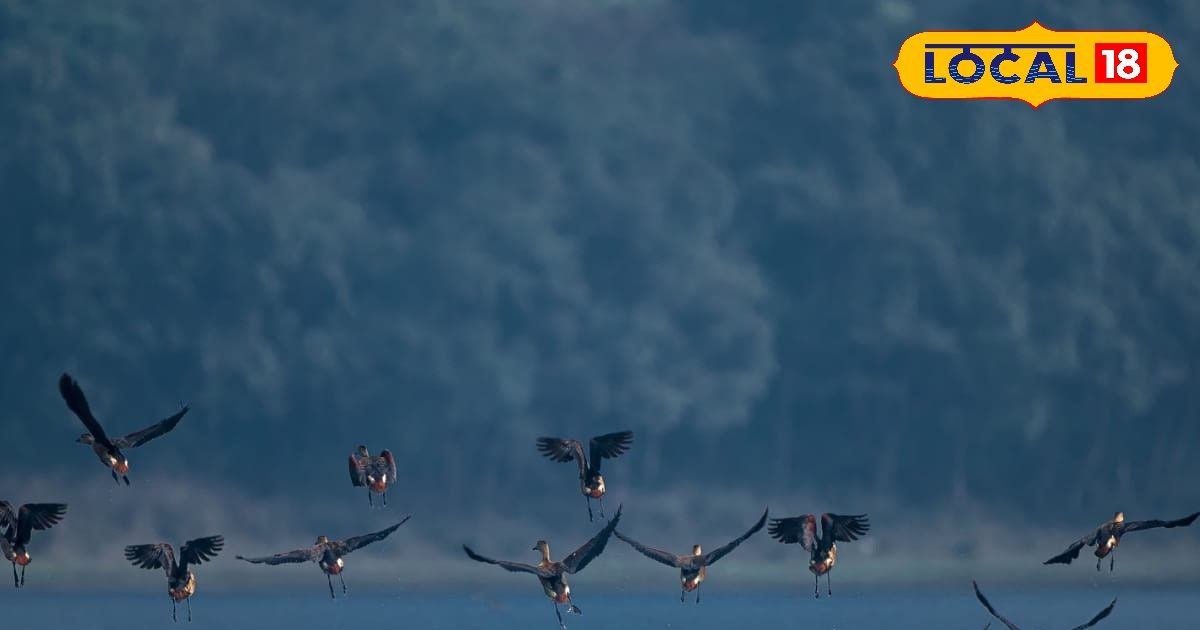 Saraiyaman Bird Sanctuary of bihar is full of migratory birds dozens of ...