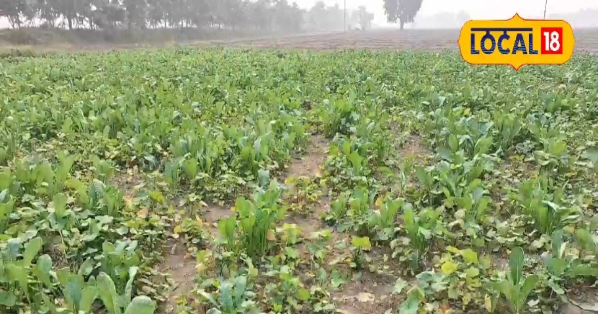 This crop gets ready in 40-50 days. These farmers of Forbesganj prepare ...