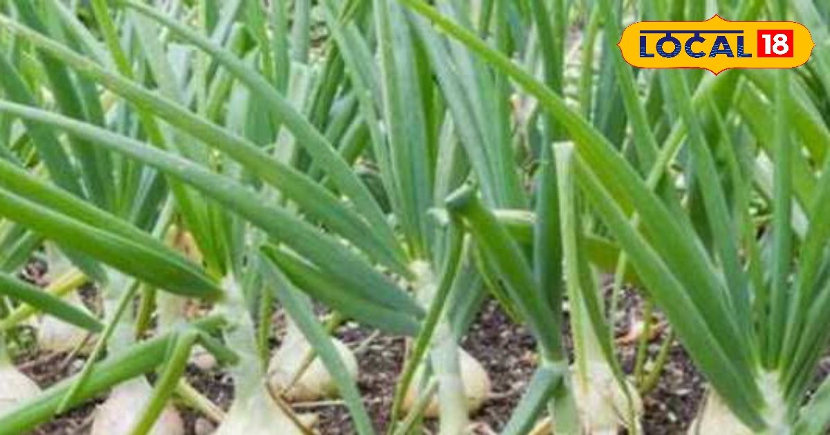 Technique Of Garlic Cultivation farming by covering the field with ...