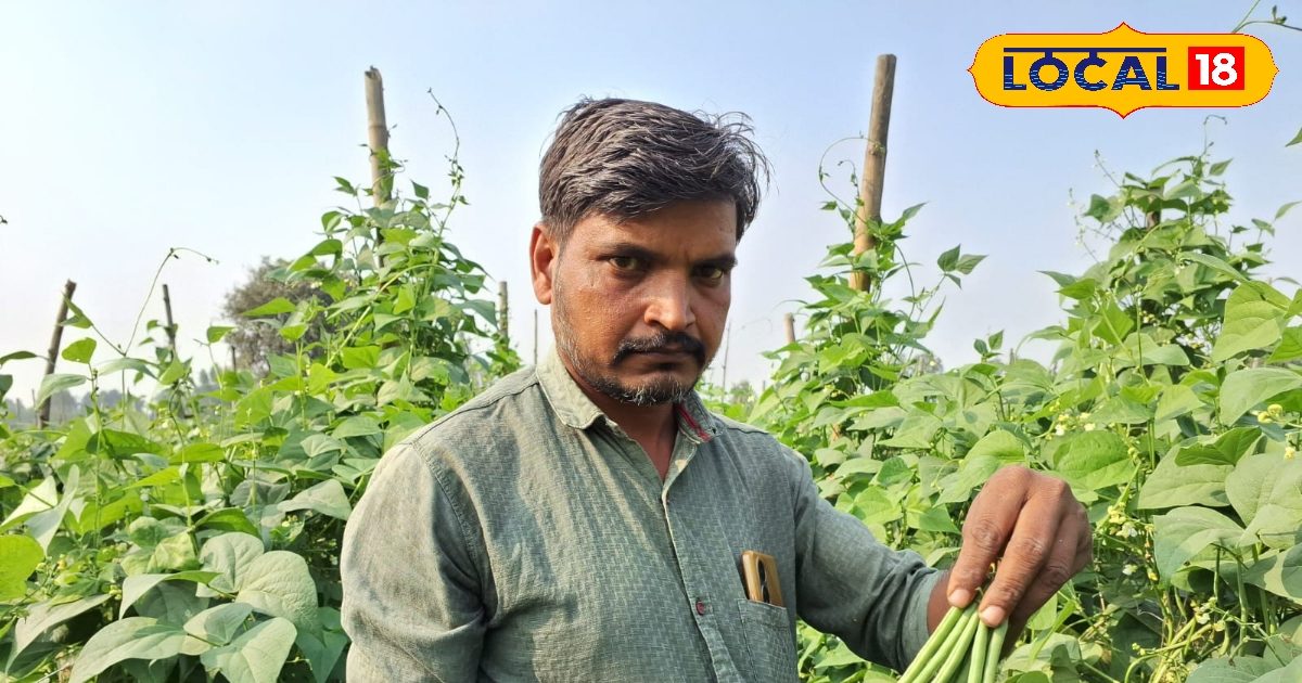 Agri News: इस हरी सब्जी की खेती कर ये किसान हो रहा मालामाल, लागत से तीन गुना होता है मुनाफा ...