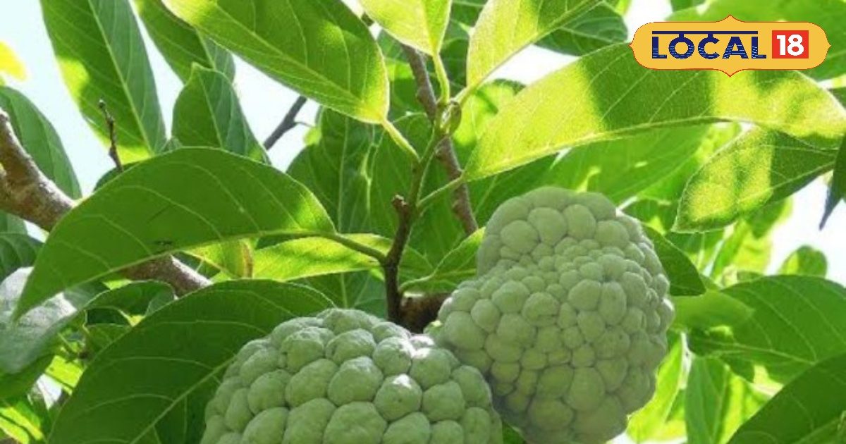 know-religious-importance-and-nature-connection-of-this-delicious-sweet ...