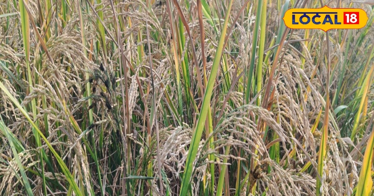 Paddy Disease: फसल को बर्बाद कर देता है ये कीट, जानें कैसे करें बचाव ...