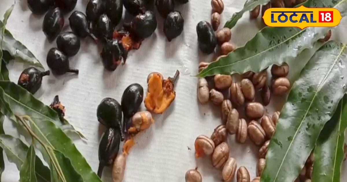 Ashoka Tree Ke Fayde: इस पेड़ ही हर एक चीज है संजीवनी बूटी, महिलाओं की ...