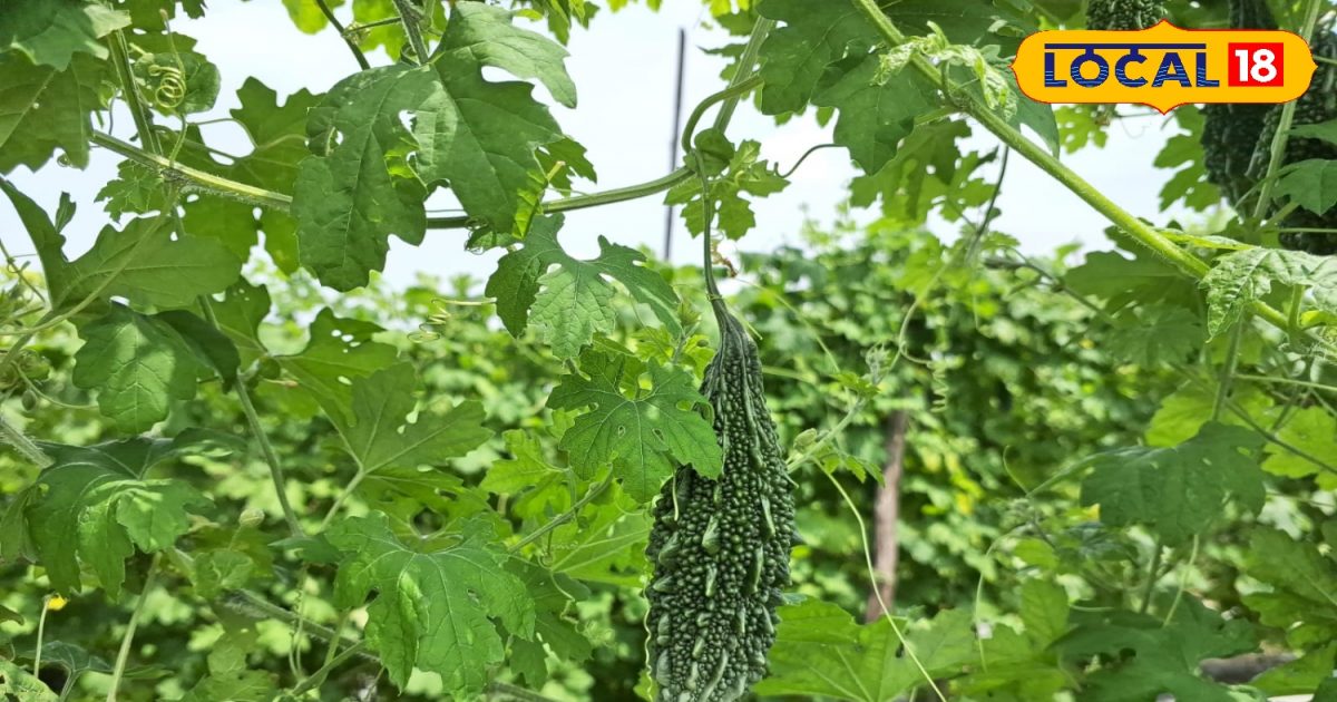 Bitter Gourd Farming: इस विधि से करें करेले की खेती, लागत-मेहनत बहुत कम ...