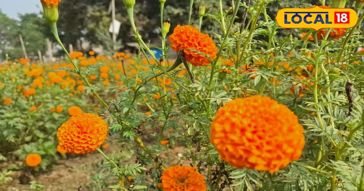 Marigold Farming: किसान कलकतिया गेंदा की करें खेती, 1 फसल से होगा 3-4 ...