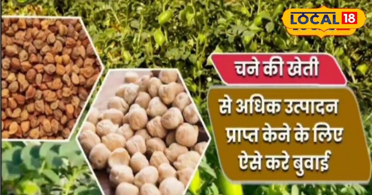 Top 5 varieties of gram: चना की ये टॉप 5 वैरायटी है बेहद खास, जो कम ...
