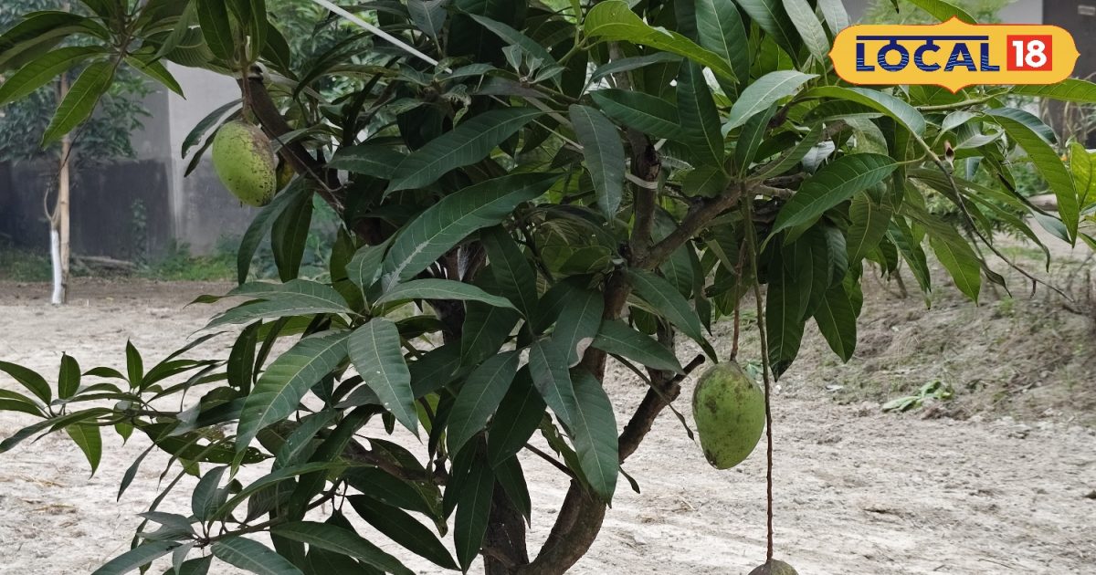 Winter mangoes: ऑफ सीजन में भी मिलेगा आम, खुशबू से ही मुंह में आ जाएगा ...