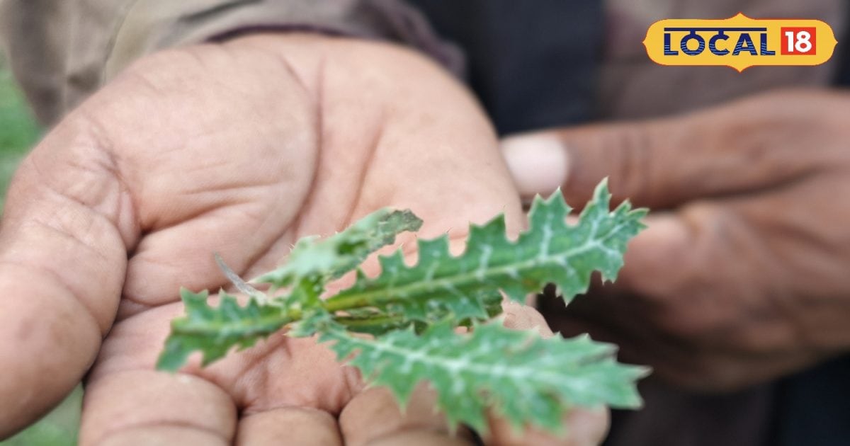 Benefits of Satyanashi Plant: नाम पर मत जाइए, पुरुषों के लिए वरदान है ...