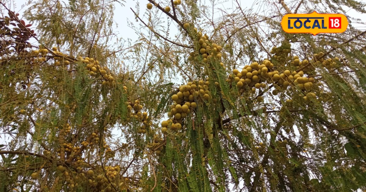 Amla farming: आंवले की खेती आपको बनाएगा अमीर, एक बार लगाएं 30 साल तक ...