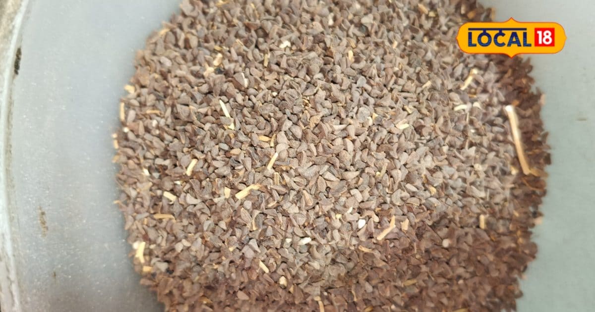 Harmal Seeds Benefits: बड़ा करामाती है ये बीज ! इस तरह करें सेवन, कई ...