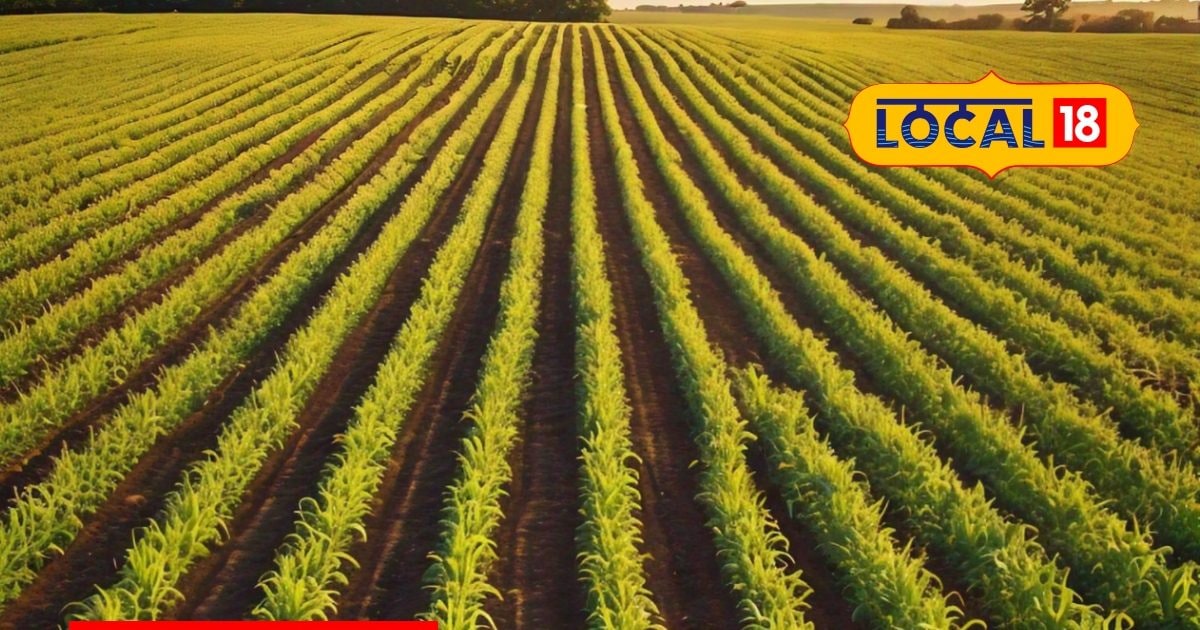 modern farming drip irrigation method Maize Crop makka production ...